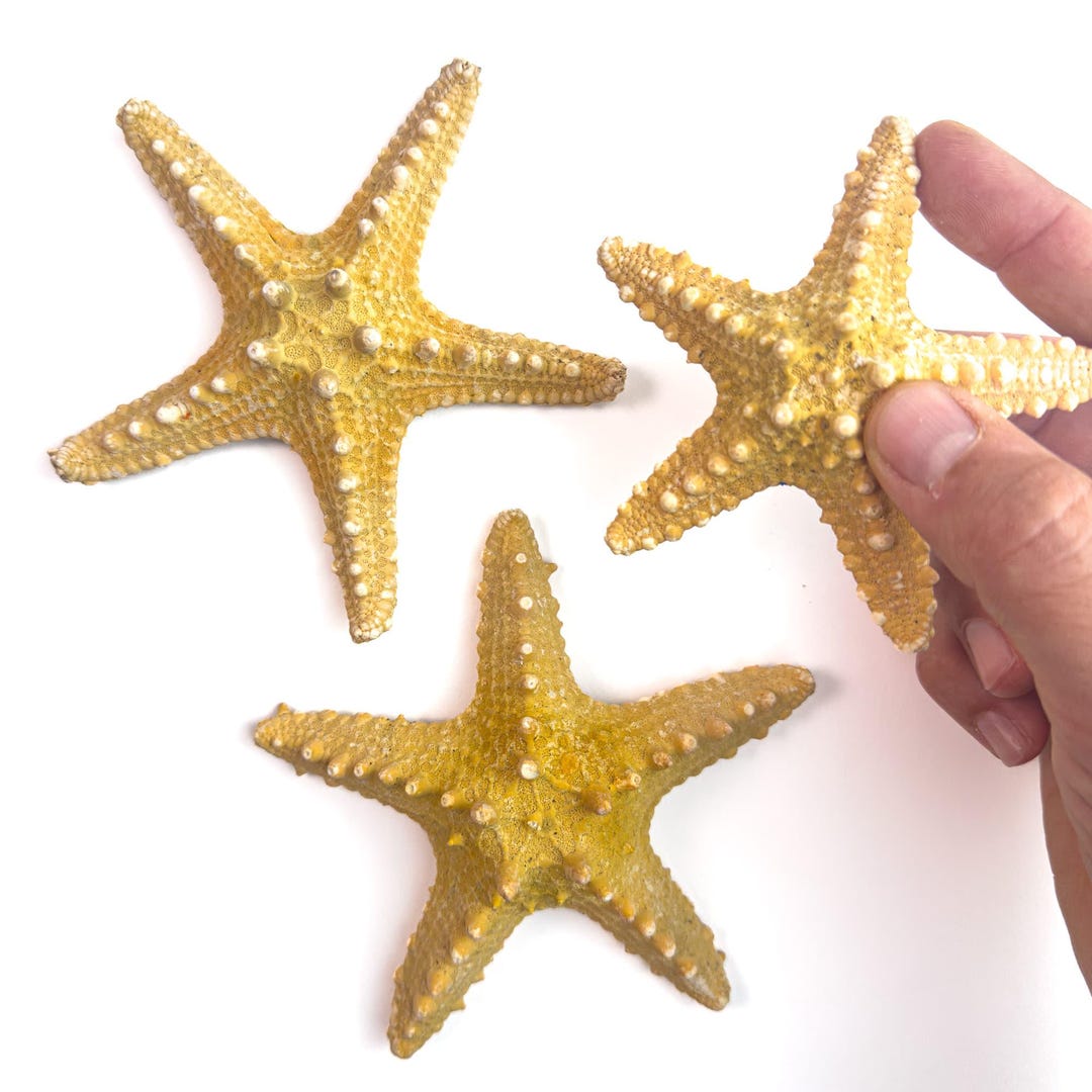 Yellow Armored Starfish - Natural Dried Sea Stars 9-12 Cm (set of 5) - Etsy