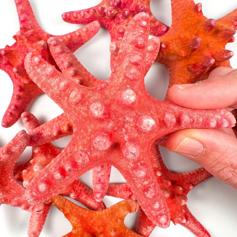 Single Red Corazzate Starfish – Natural Sea Stars (approx. 12 Cm) - Etsy