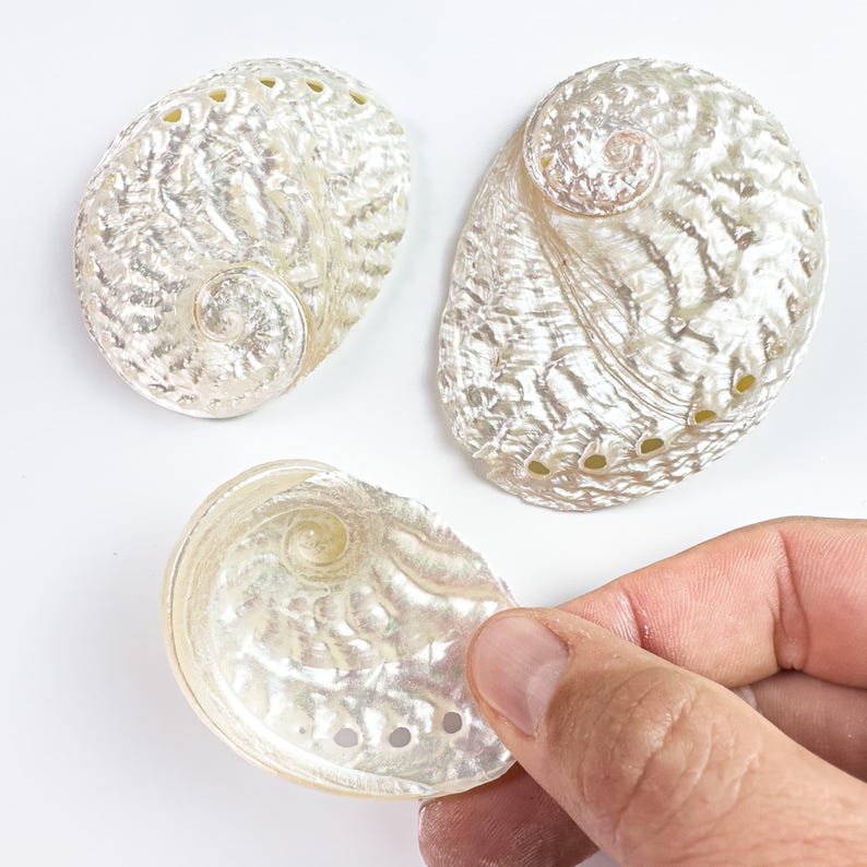 Iridescent Abalone Shells: Mother of Pearl (MOP) for Jewelry, Decor ...