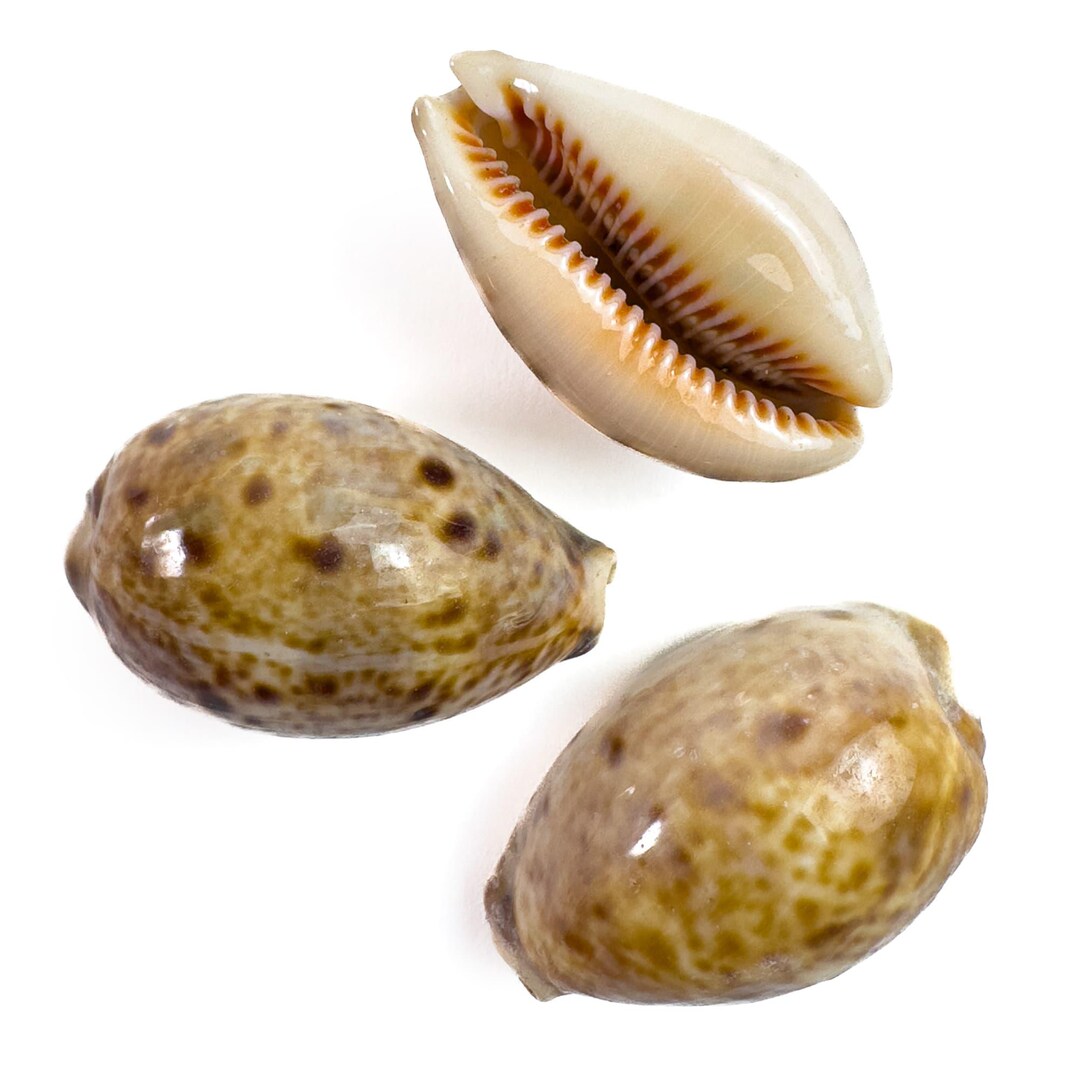 Cypraea Lynx Shells 500g (~50pcs) | 40×26×20mm Cowrie Shells for Crafts ...