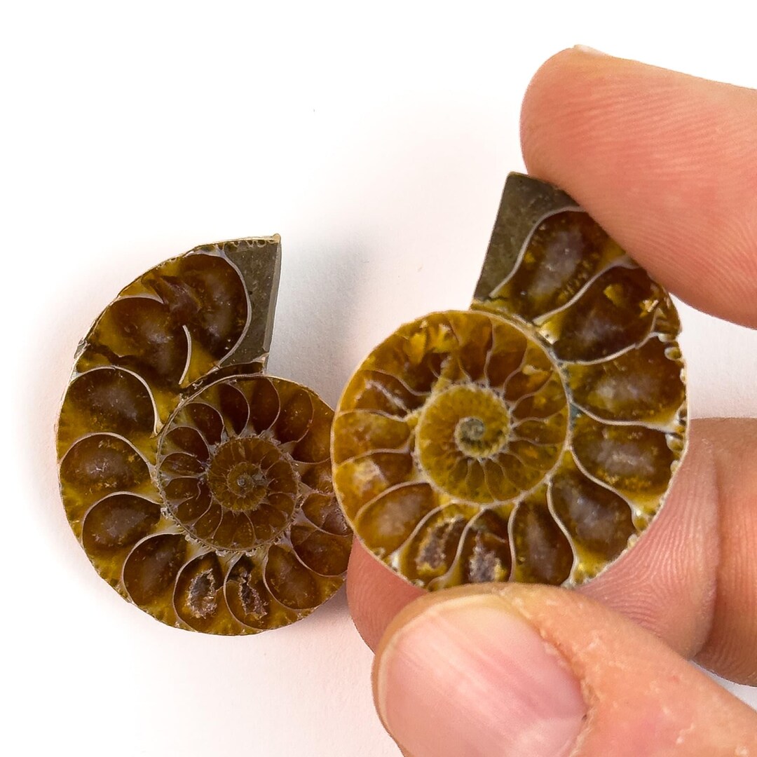 Ammonite Fossil Pair ~ 3cm | Polished Half Sections From Madagascar ...