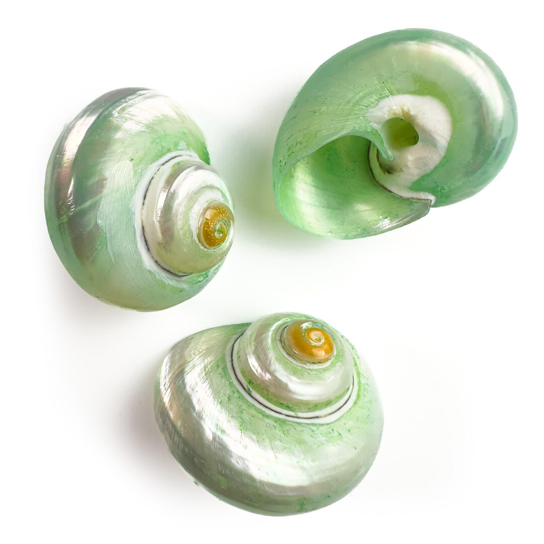 Green Turbo Cinereus Shells: MOP Iridescent Coastal Decor (30mm) - Etsy