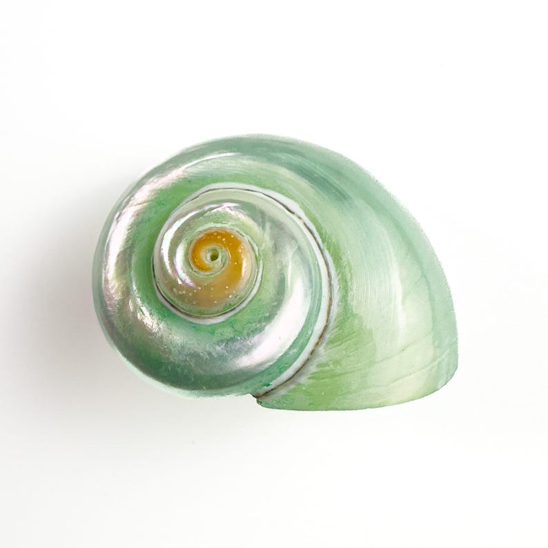 Green Turbo Cinereus Shells: MOP Iridescent Coastal Decor (30mm) - Etsy