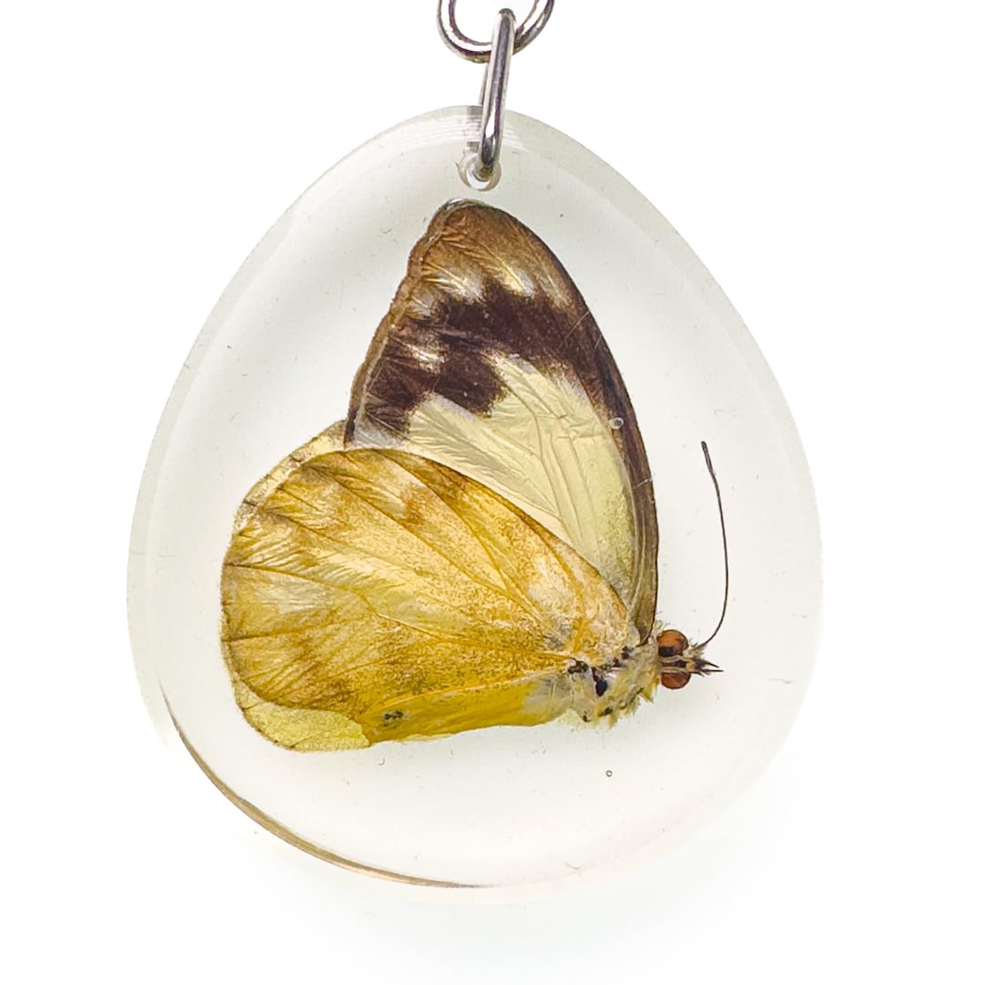 Butterfly Taxidermy Keychain – Real Insect in Resin - Etsy