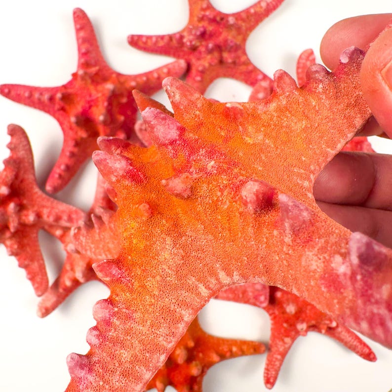 Single Red Corazzate Starfish – Natural Sea Stars (approx. 12 Cm) - Etsy