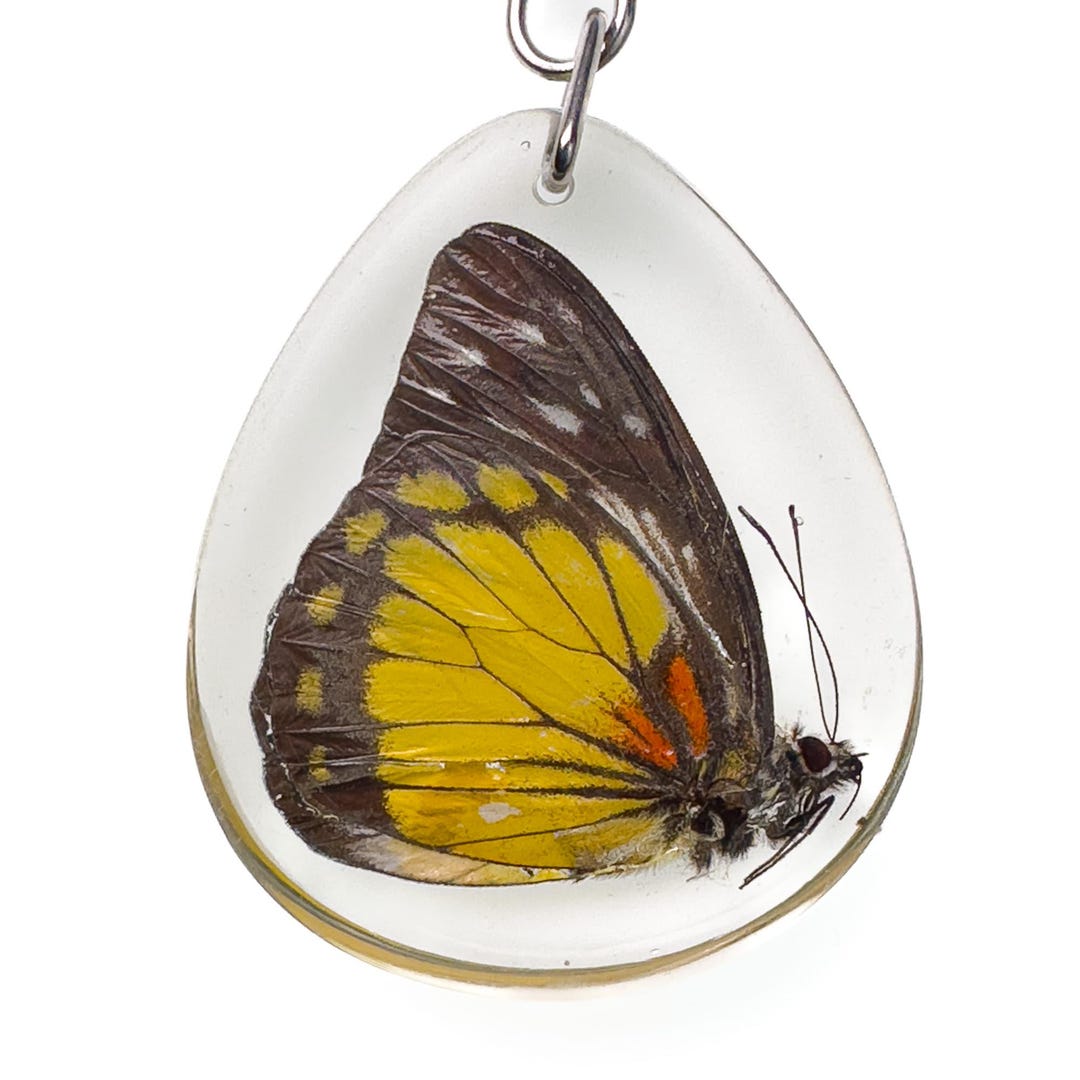 Butterfly Taxidermy Keychain – Real Insect in Resin - Etsy