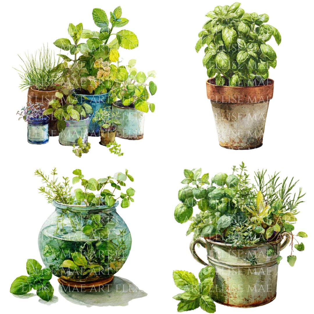 20 Watercolour Herbs Clipart: 20 Pot Plant Illustrations (JPG & PNG ...