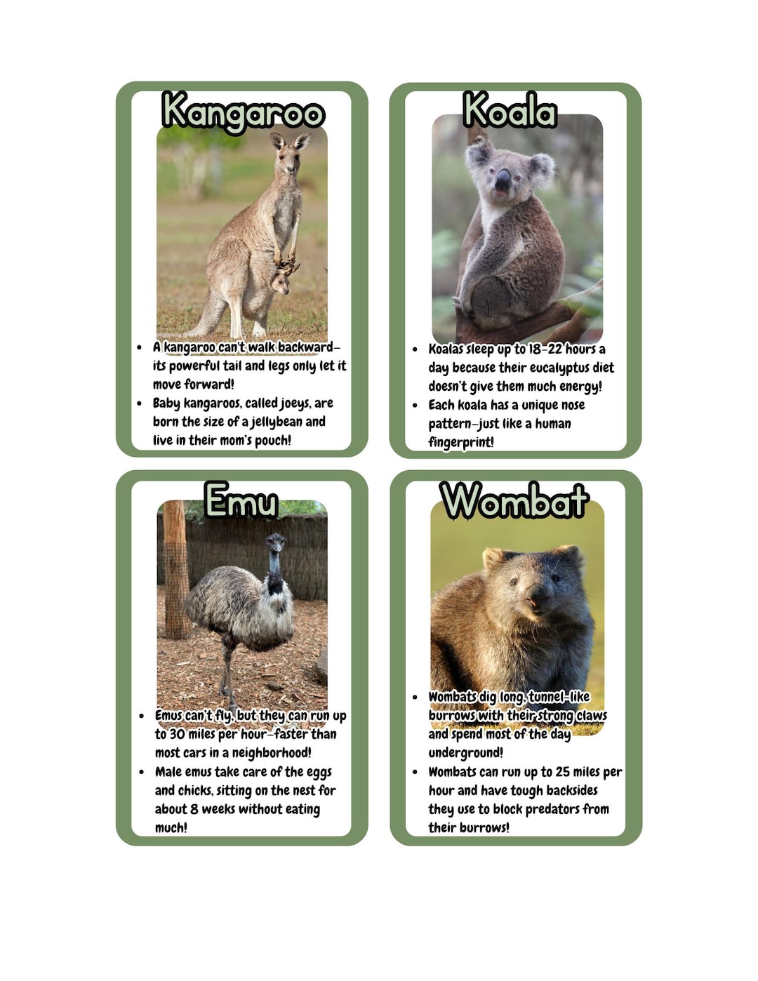 Australian Animal Flashcards – Fun Facts, Preschool Learning (digital ...