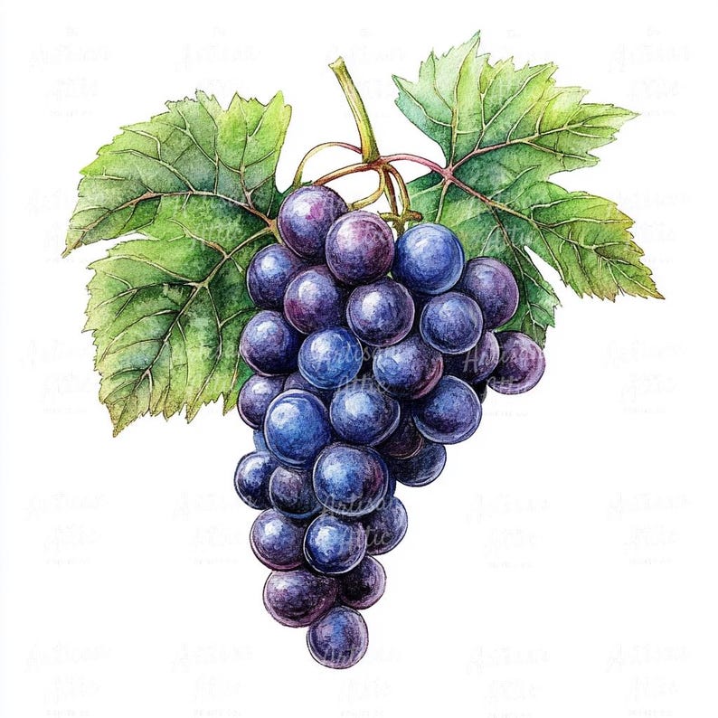 12 Watercolor Bunch of Grapes Clipart, Realistic Grapes Illustration ...