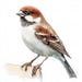 11 Sparrow Watercolor Clip Art Digital Download | Realistic Bird ...