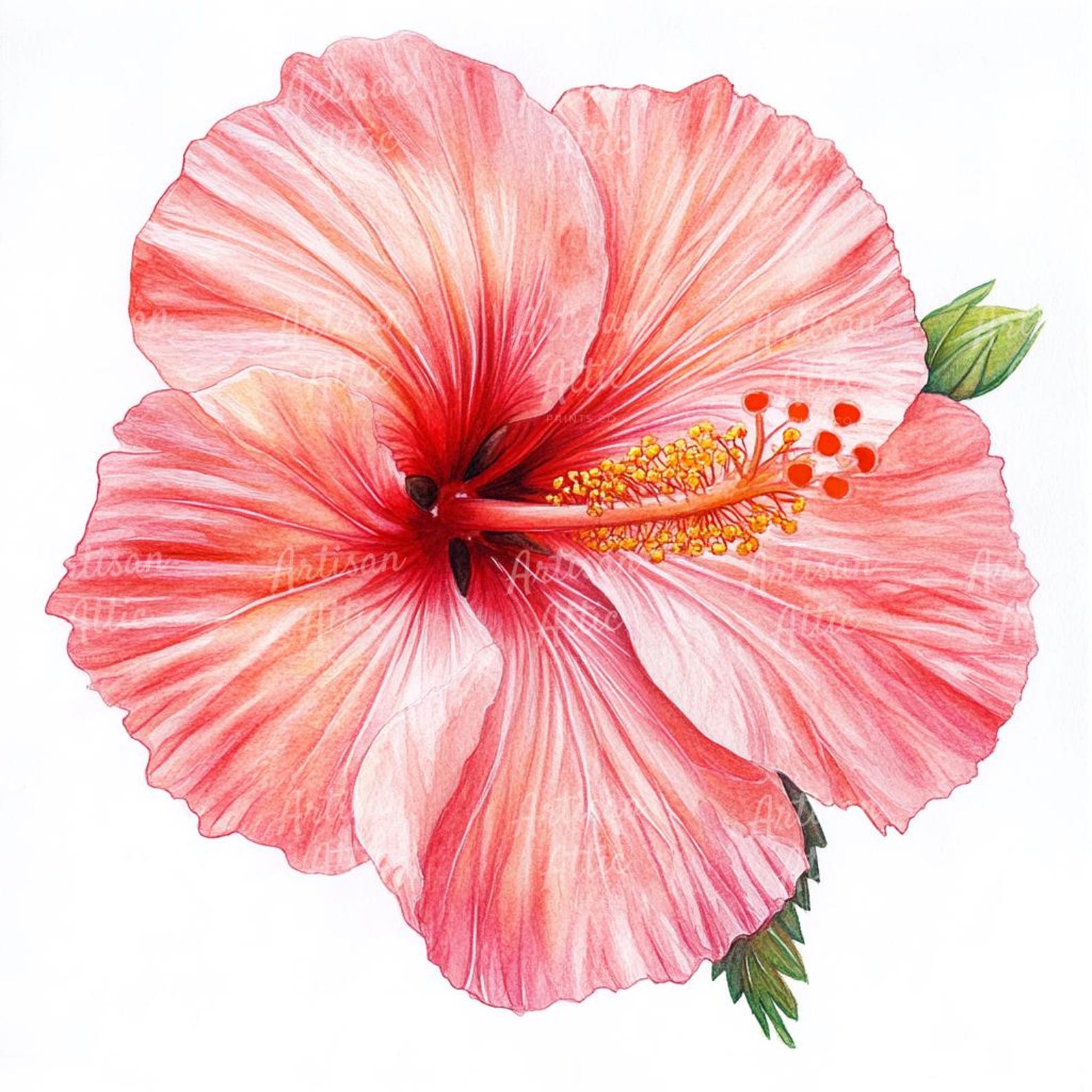12 Watercolor Hibiscus Clipart, Tropical Flower Clipart, Hibiscus ...