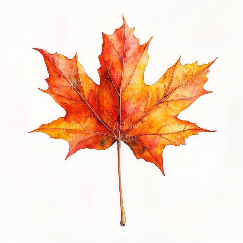 12 Watercolor Maple Leaf Clipart | Fall Leaf Digital Download | Autumn ...