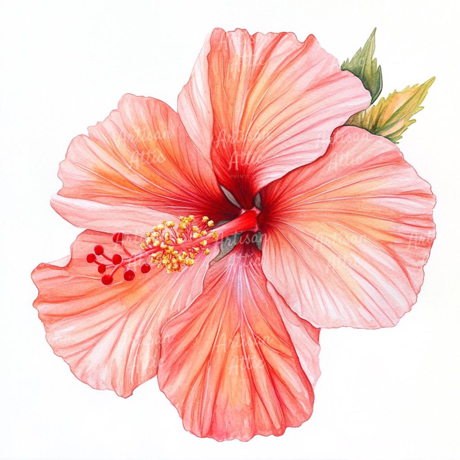 12 Watercolor Hibiscus Clipart, Tropical Flower Clipart, Hibiscus ...