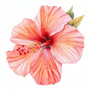 12 Watercolor Hibiscus Clipart, Tropical Flower Clipart, Hibiscus ...