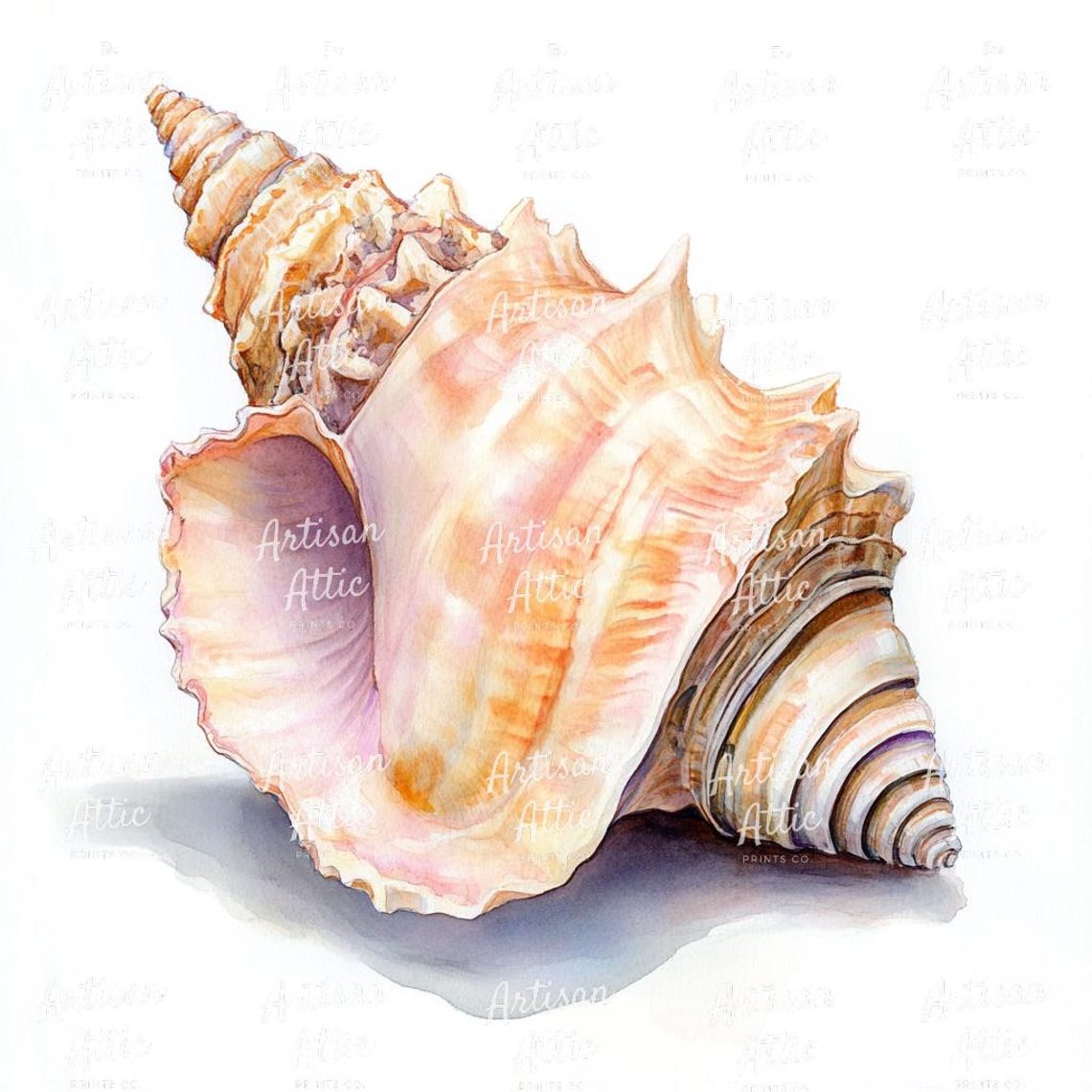 13 Watercolor Conch Shell Clipart | Soft Pink & Beige Sea Shell Png ...