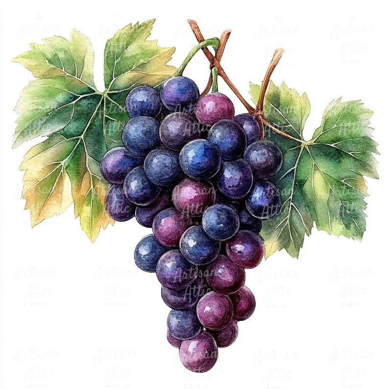 12 Watercolor Bunch of Grapes Clipart, Realistic Grapes Illustration ...