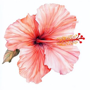 12 Watercolor Hibiscus Clipart, Tropical Flower Clipart, Hibiscus ...