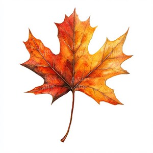 12 Watercolor Maple Leaf Clipart | Fall Leaf Digital Download | Autumn ...