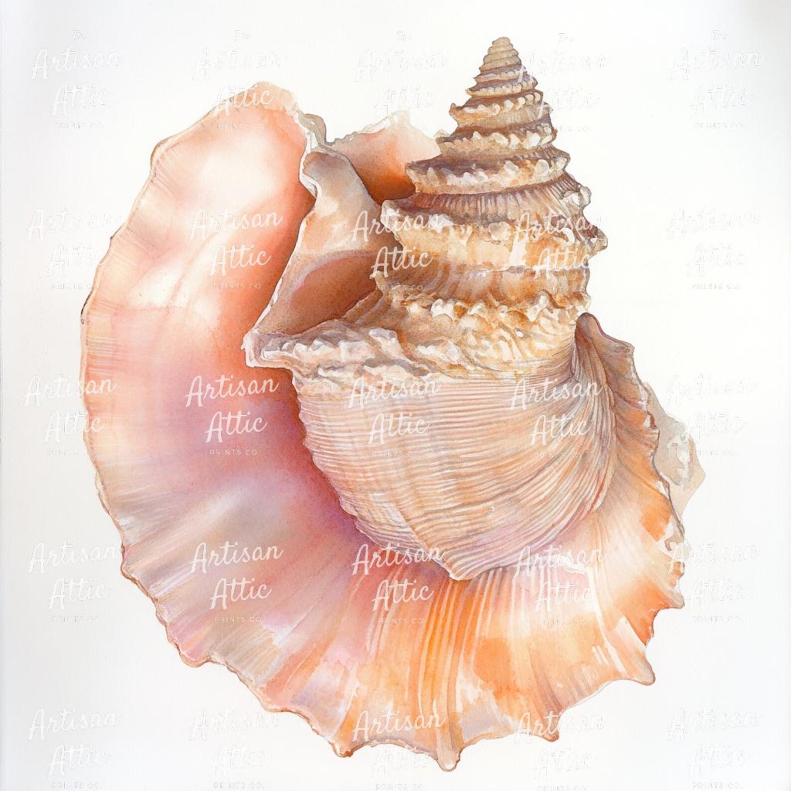 13 Watercolor Conch Shell Clipart | Soft Pink & Beige Sea Shell Png ...