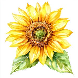 12 Watercolor Sunflower Clipart, Botanical Sunflower Digital Art ...