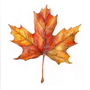 12 Watercolor Maple Leaf Clipart | Fall Leaf Digital Download | Autumn ...