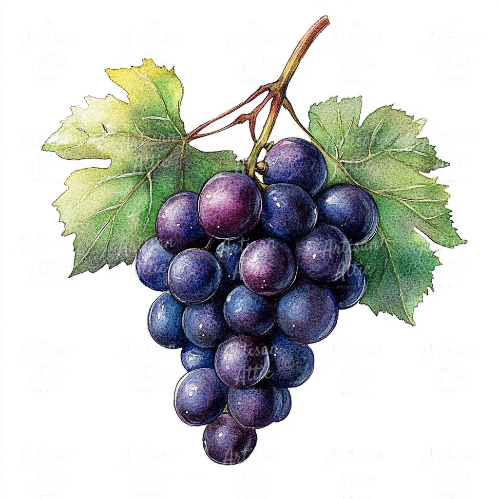 12 Watercolor Bunch of Grapes Clipart, Realistic Grapes Illustration ...
