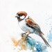 11 Sparrow Watercolor Clip Art Digital Download | Realistic Bird ...