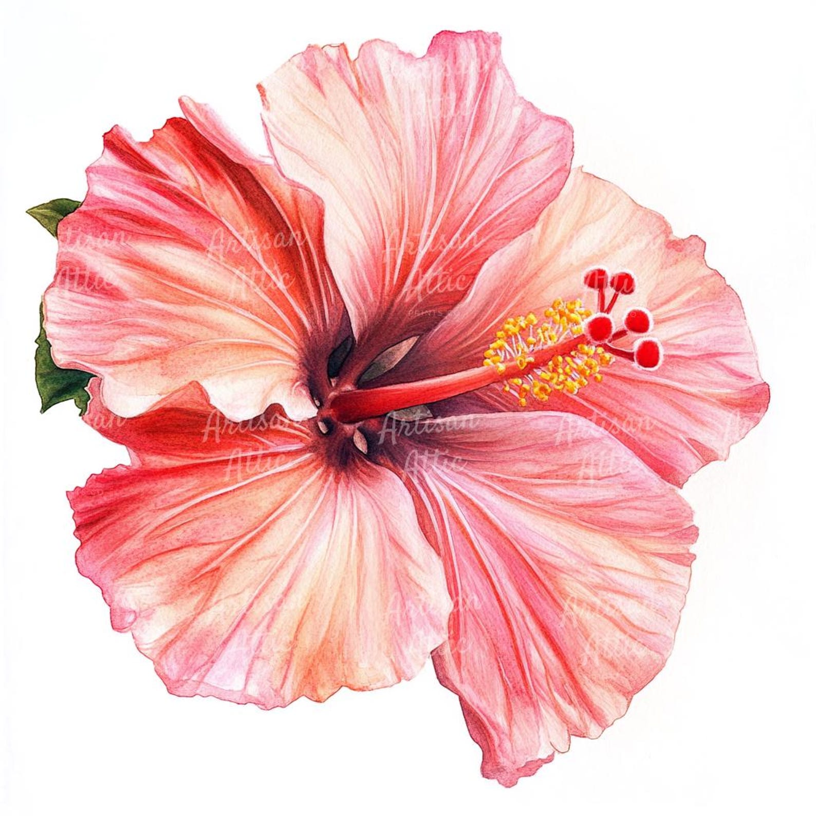 12 Watercolor Hibiscus Clipart, Tropical Flower Clipart, Hibiscus ...