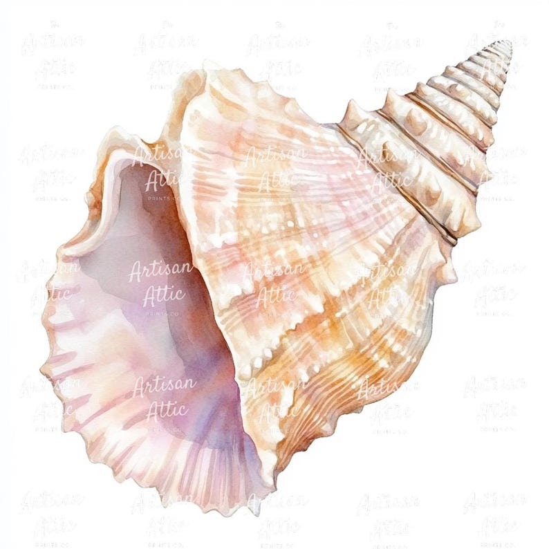 13 Watercolor Conch Shell Clipart | Soft Pink & Beige Sea Shell Png ...