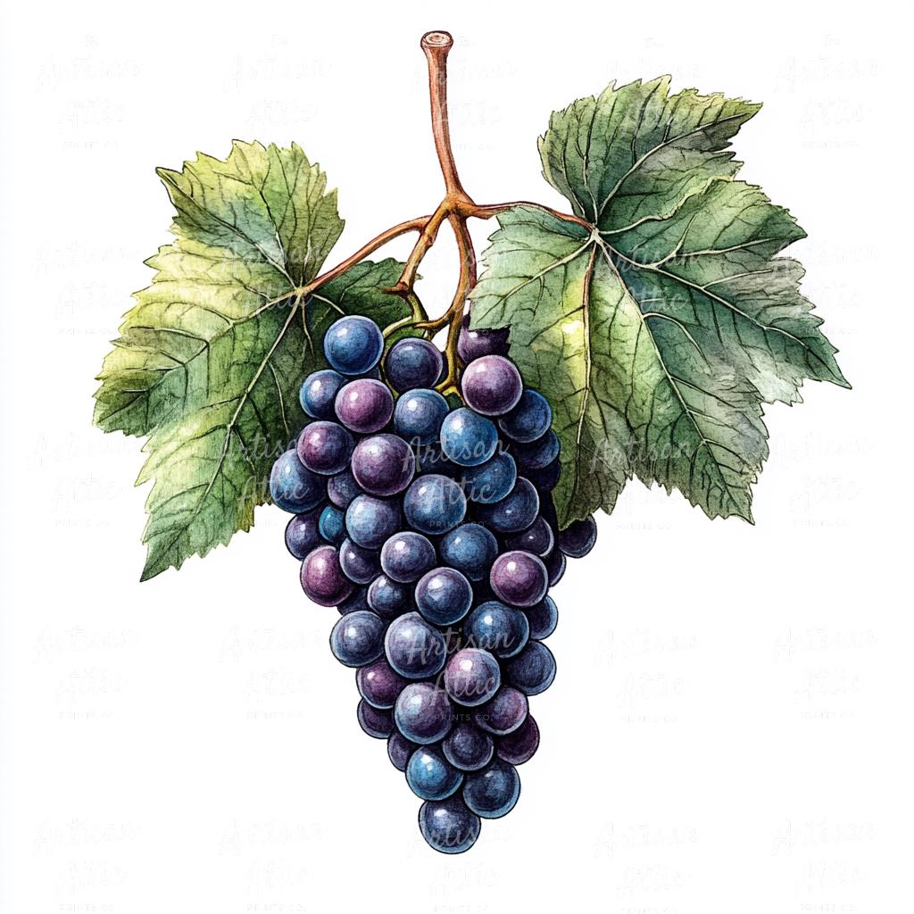 12 Watercolor Bunch of Grapes Clipart, Realistic Grapes Illustration ...