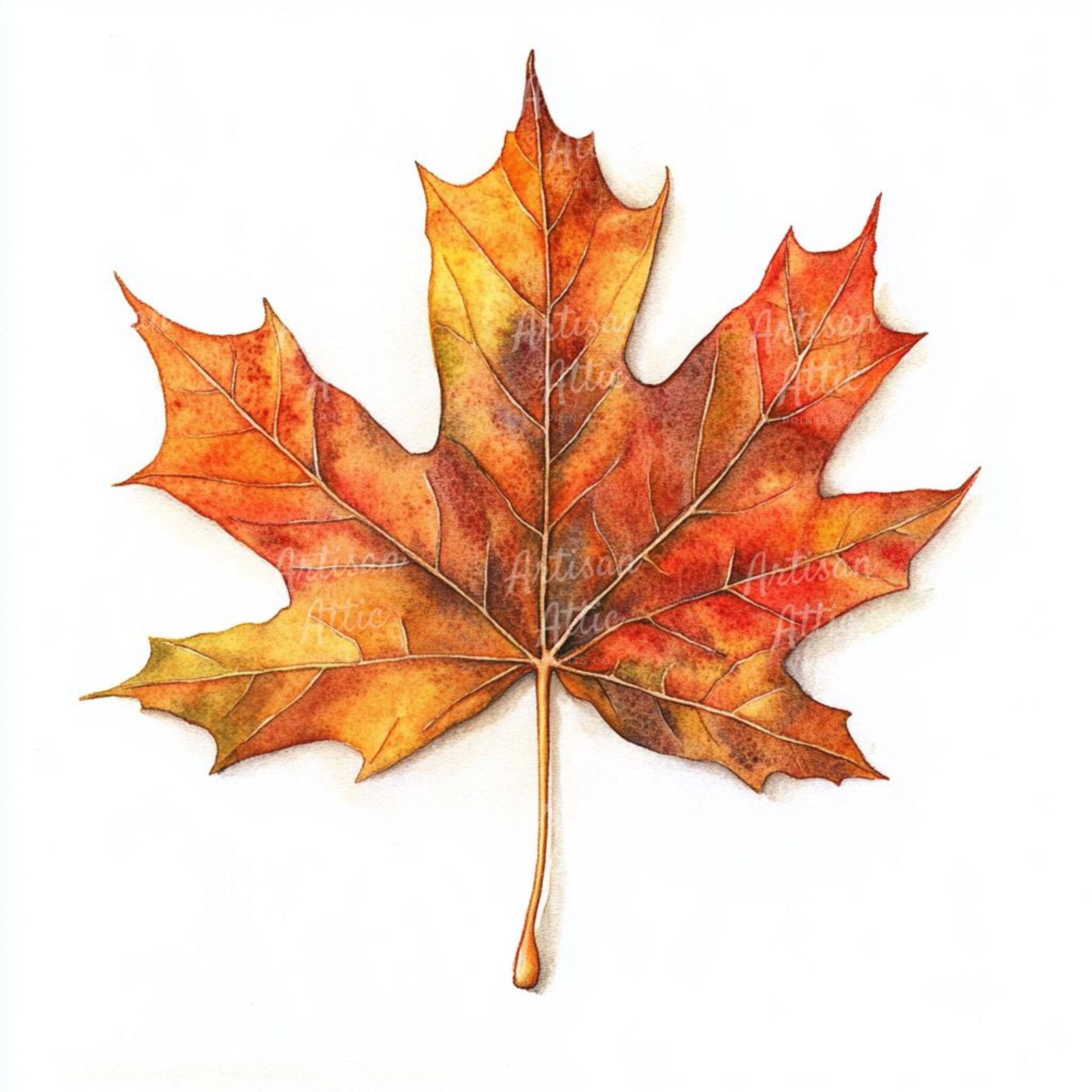 12 Watercolor Maple Leaf Clipart | Fall Leaf Digital Download | Autumn ...
