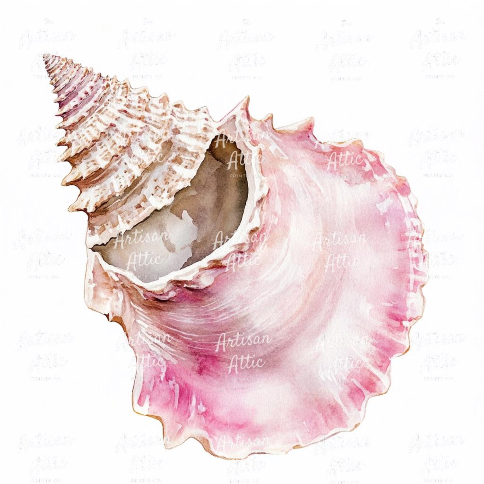 13 Watercolor Conch Shell Clipart | Soft Pink & Beige Sea Shell Png ...