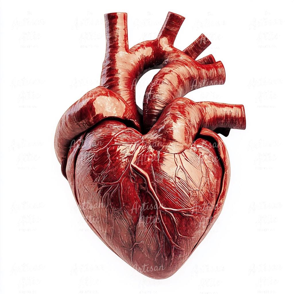 11 Highly Detailed Anatomical Human Heart Illustration – Realistic ...