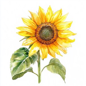 12 Watercolor Sunflower Clipart, Botanical Sunflower Digital Art ...