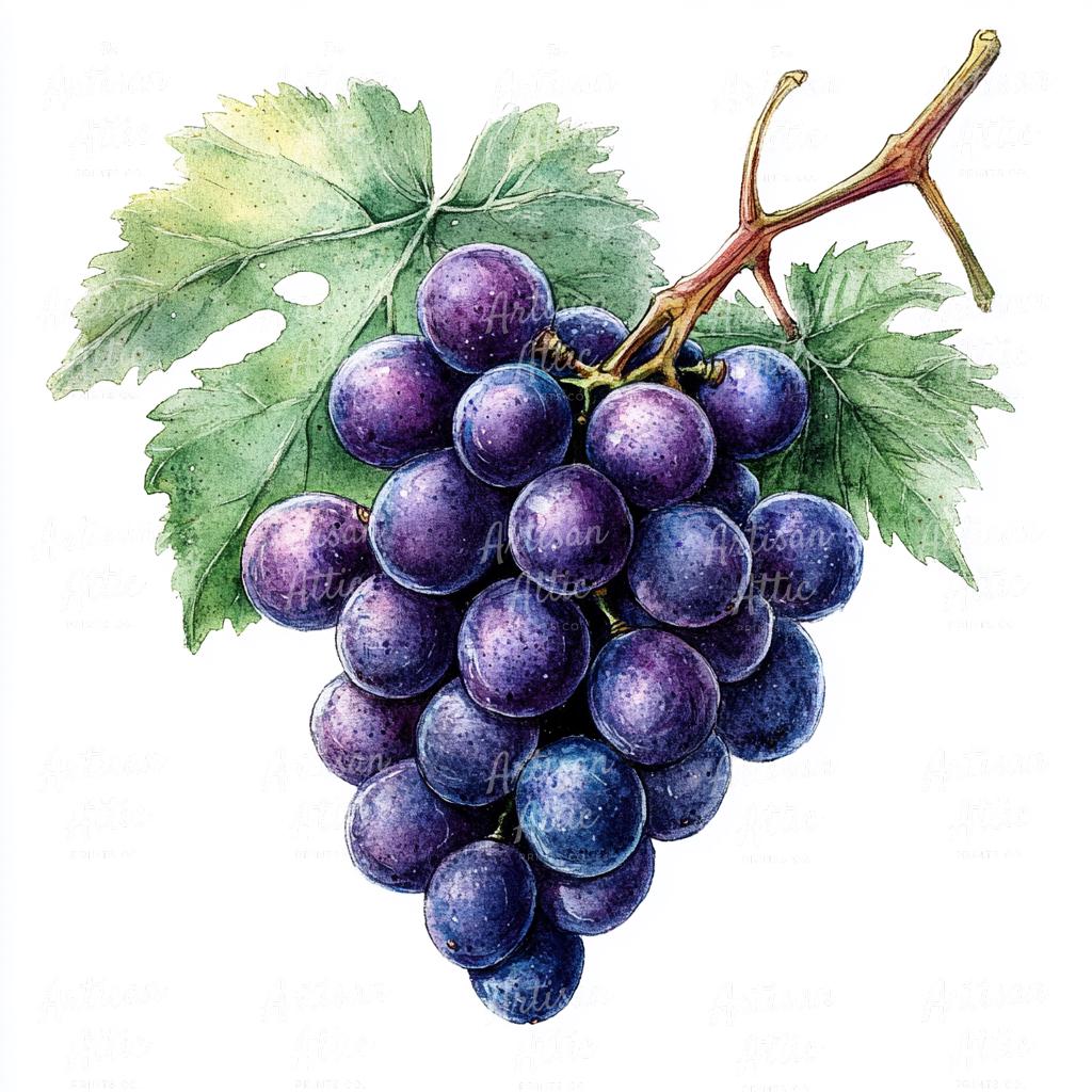 12 Watercolor Bunch of Grapes Clipart, Realistic Grapes Illustration ...