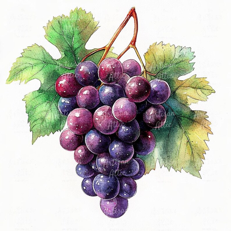 12 Watercolor Bunch of Grapes Clipart, Realistic Grapes Illustration ...