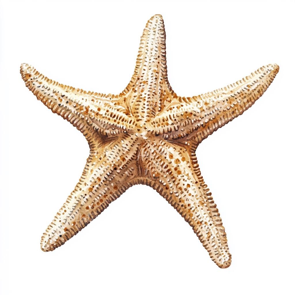 12 Watercolor Starfish Clipart, Hand-painted Sea Star, Ocean Clipart ...