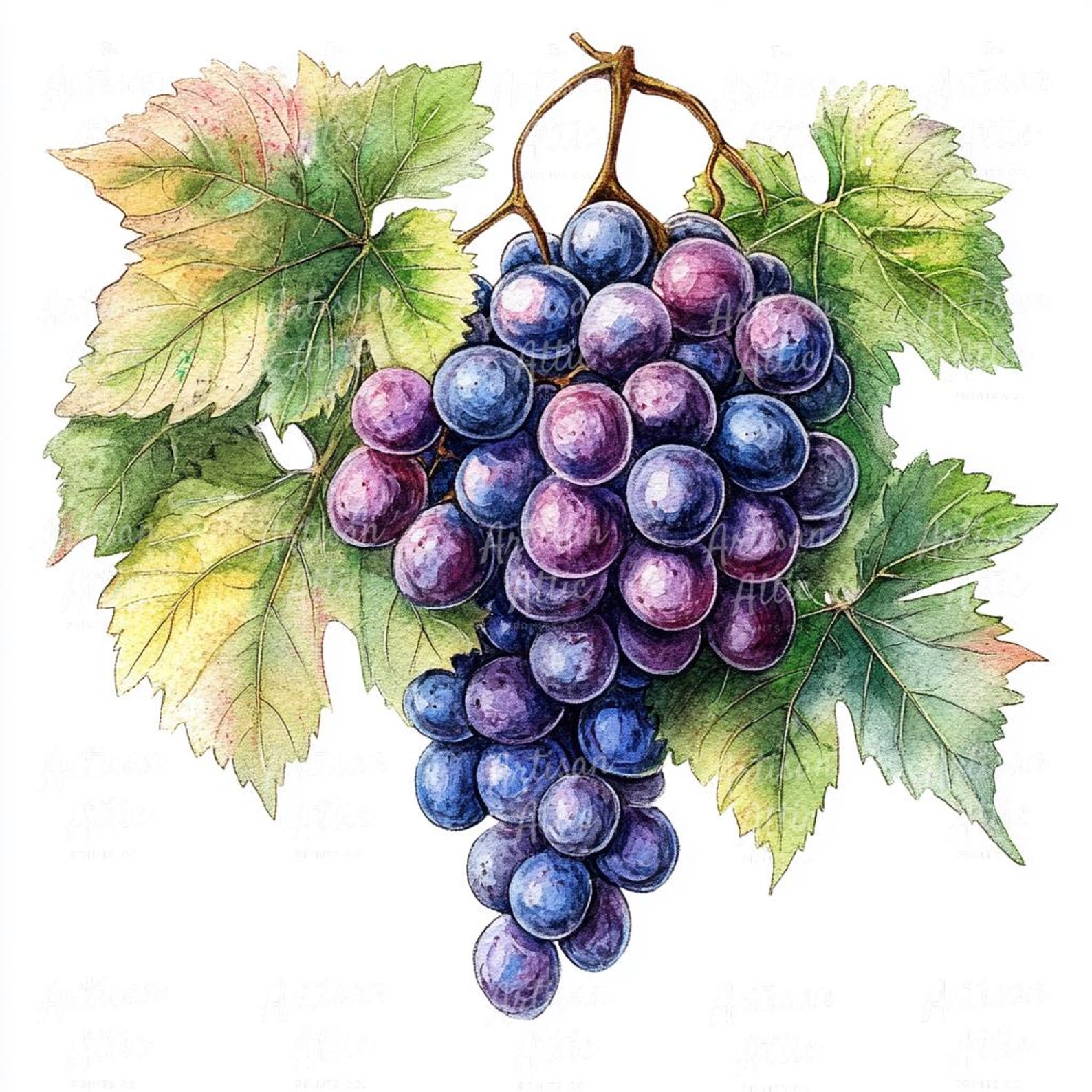 12 Watercolor Bunch of Grapes Clipart, Realistic Grapes Illustration ...