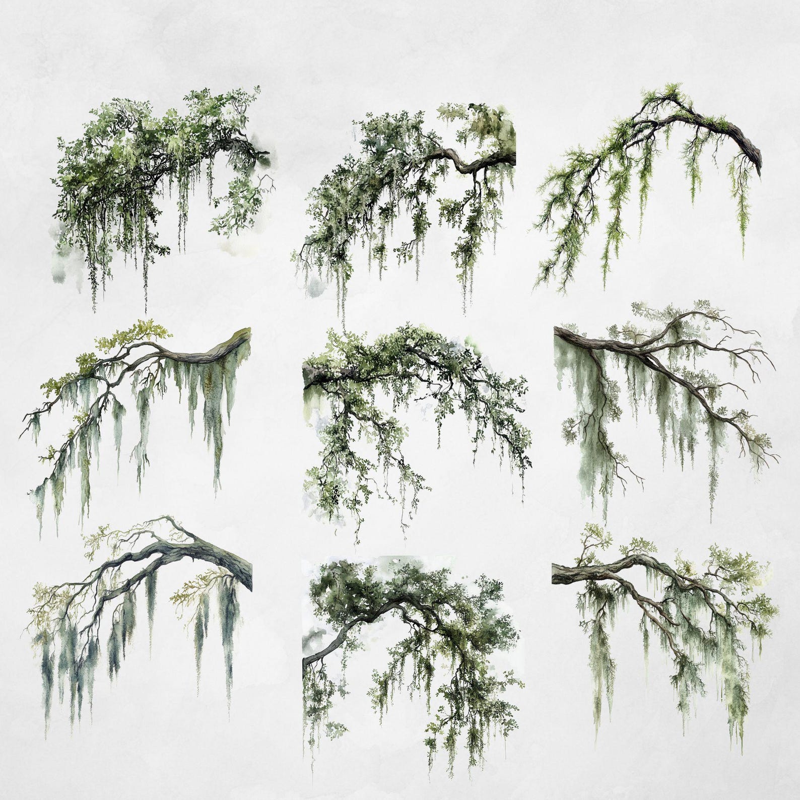 Spanish Moss Clipart | Elegant Hanging Moss PNG | Boho Wedding Clipart ...