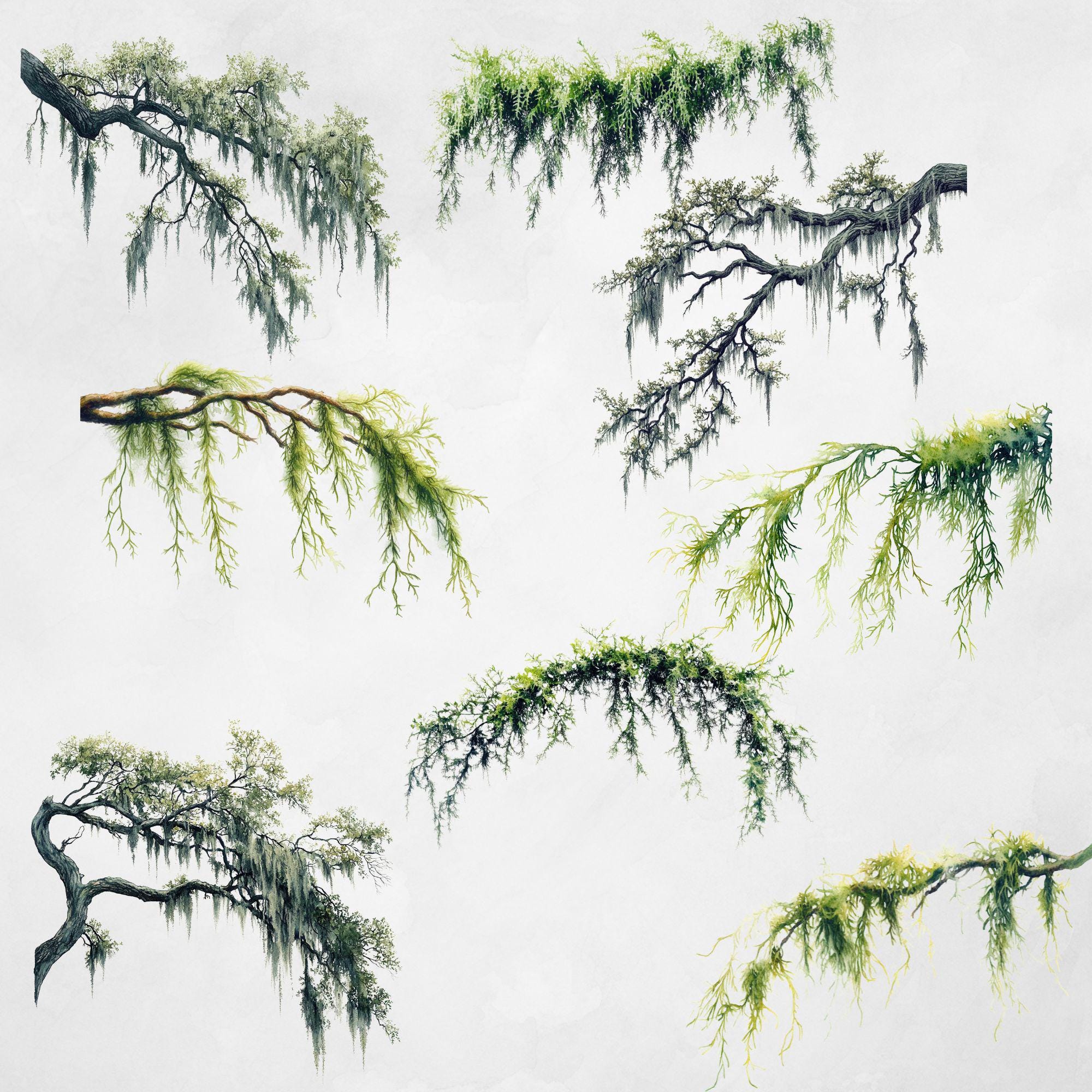 Spanish Moss Clipart | Elegant Hanging Moss PNG | Boho Wedding Clipart ...