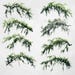 Spanish Moss Clipart | Elegant Hanging Moss PNG | Boho Wedding Clipart ...