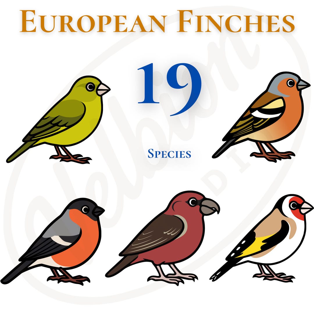 European Finches Vector Bundle • 19 Species • Fringillidae Birds SVG ...