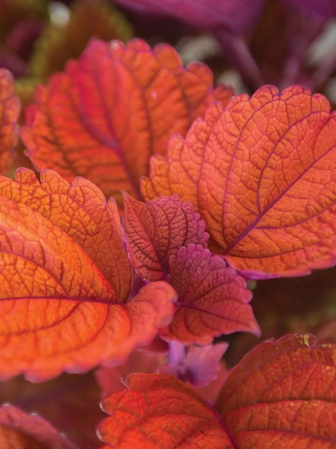 Inferno Coleus – Fiery Orange and Red Foliage, Decorative Garden ...