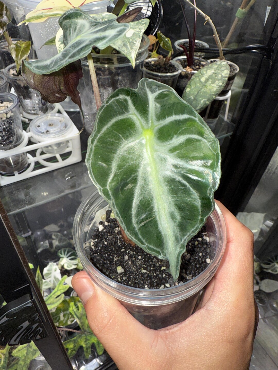 Alocasia Venom Grown From Rhizome - Etsy