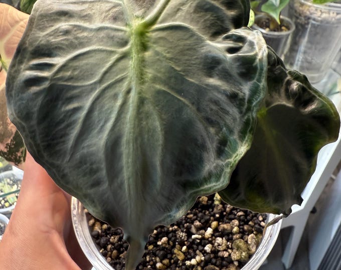 Alocasia Venom Plant - Etsy