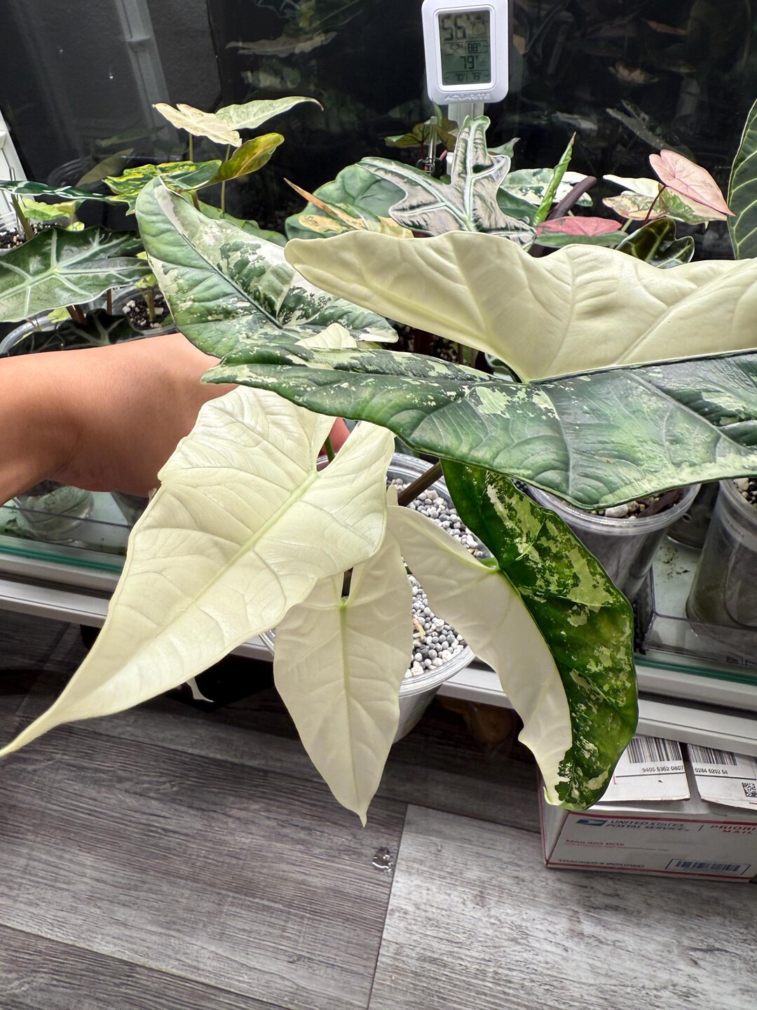 Alocasia Simpo Albo Corm - Etsy