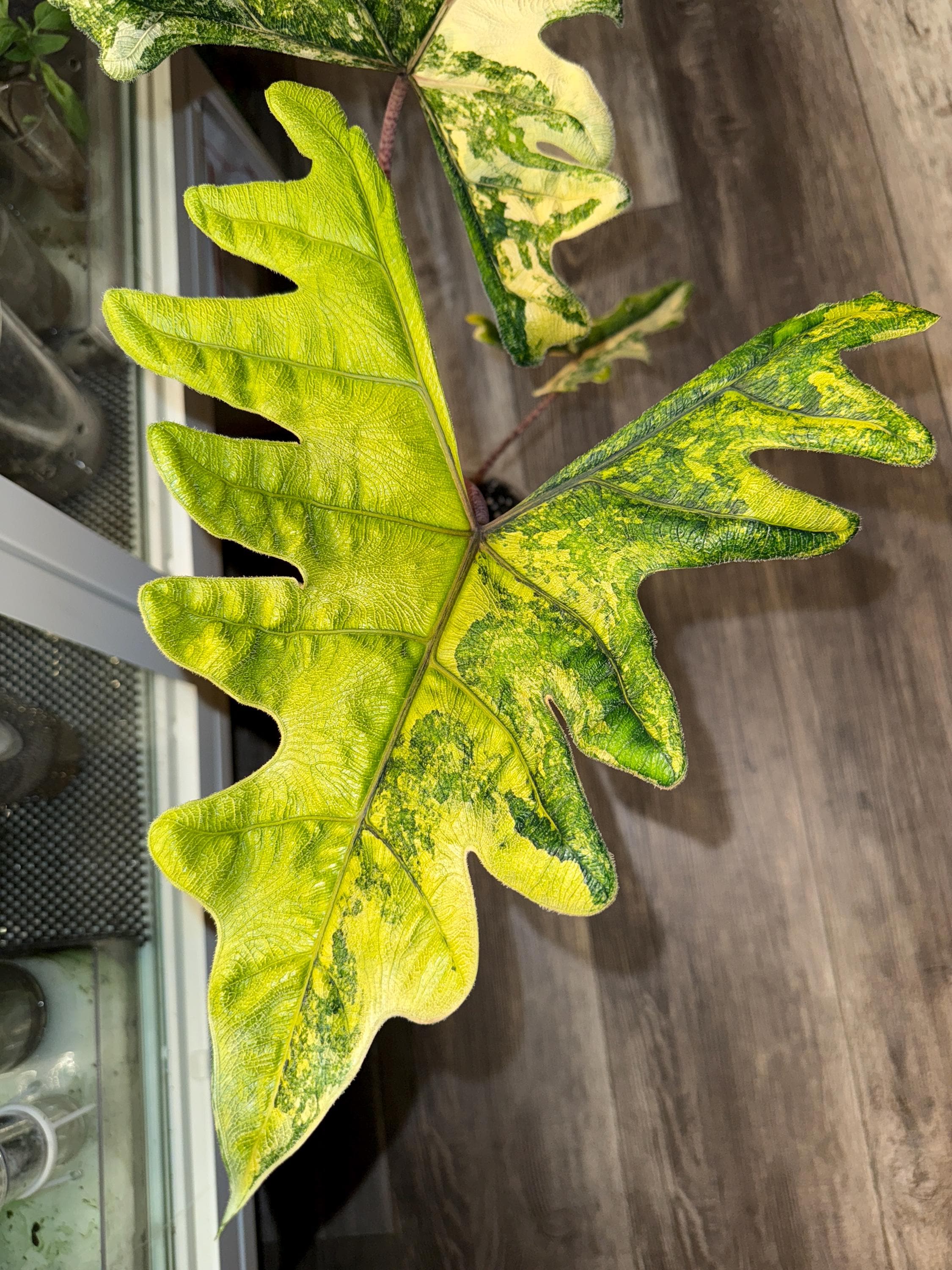 Alocasia Jacklyn Aurea Corm - Etsy