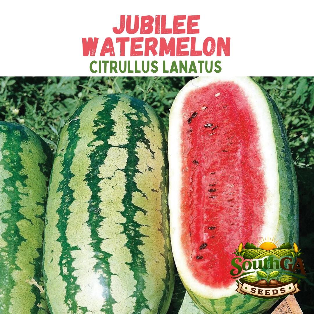 Jubilee Watermelon Seeds – Heirloom, Non-gmo – Sweet Red Flesh – High ...