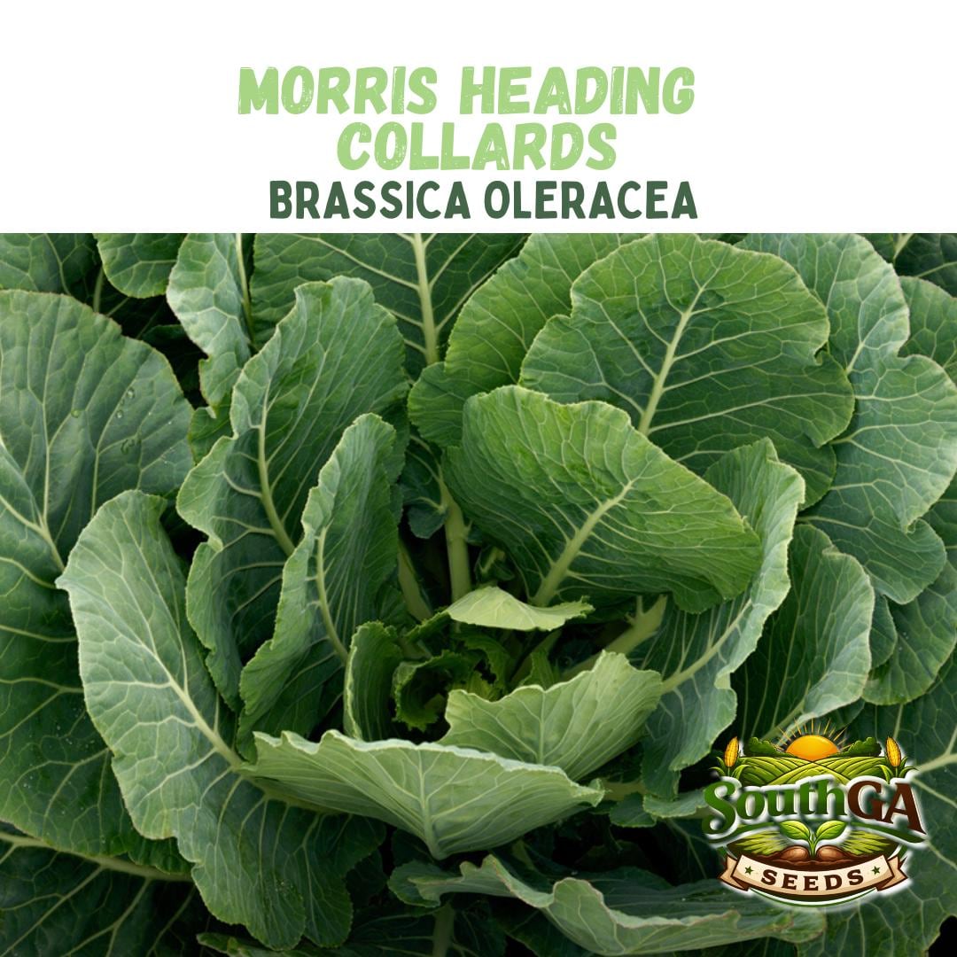 Morris Heading Collard Seeds – Heirloom, Non-gmo – Large Leaves ...