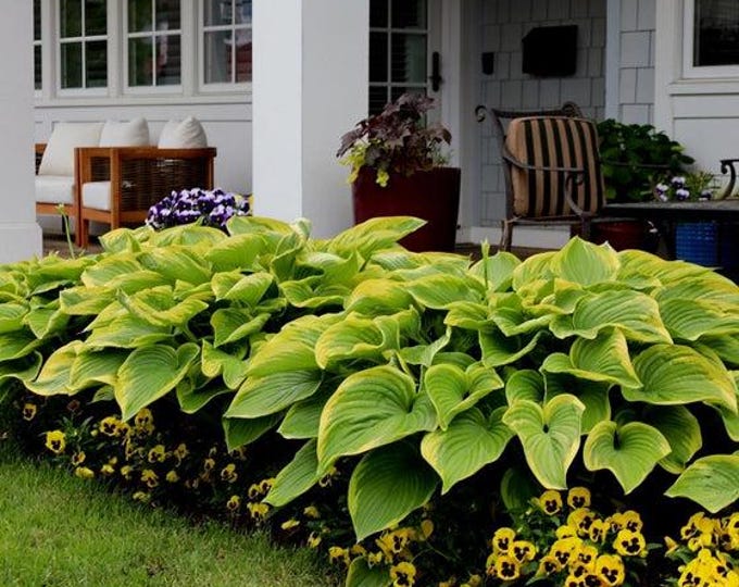 Stained Glass Hosta, Plantain Lily, Bareroot, Only 7.77 - Etsy